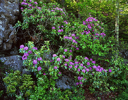 Ben Greenberg Photography Rhododendron in Spring, Blue Ridge Parkway, VA